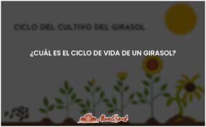 Ciclo de vida del girasol: Todo lo que debes saber | ALMARURAL