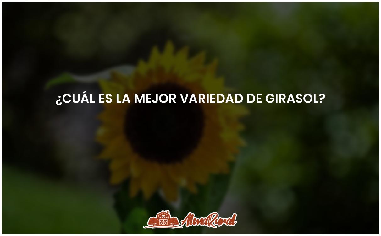 Mejor variedad de girasol: guía para elegir la opción ideal | ALMARURAL