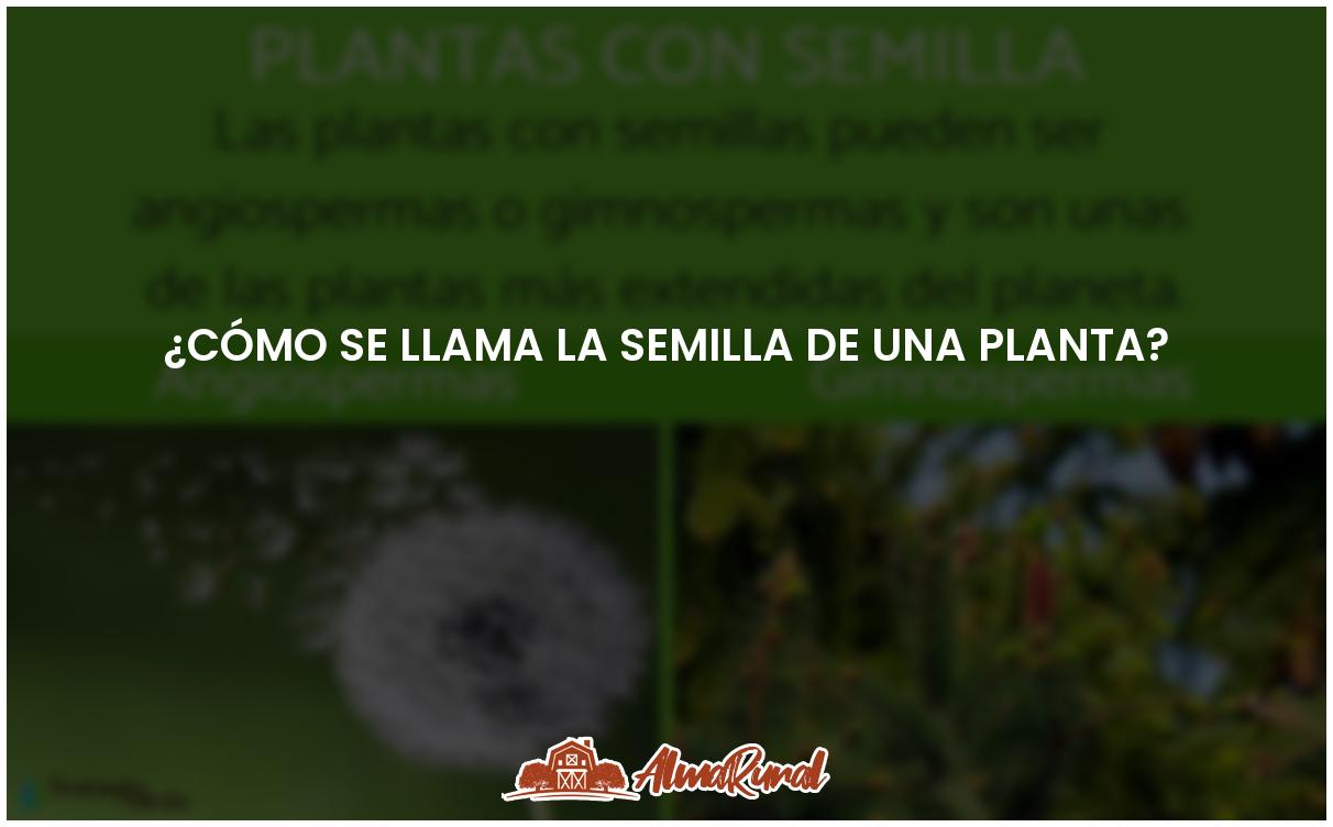 Semilla de planta: nombre y características | ALMARURAL