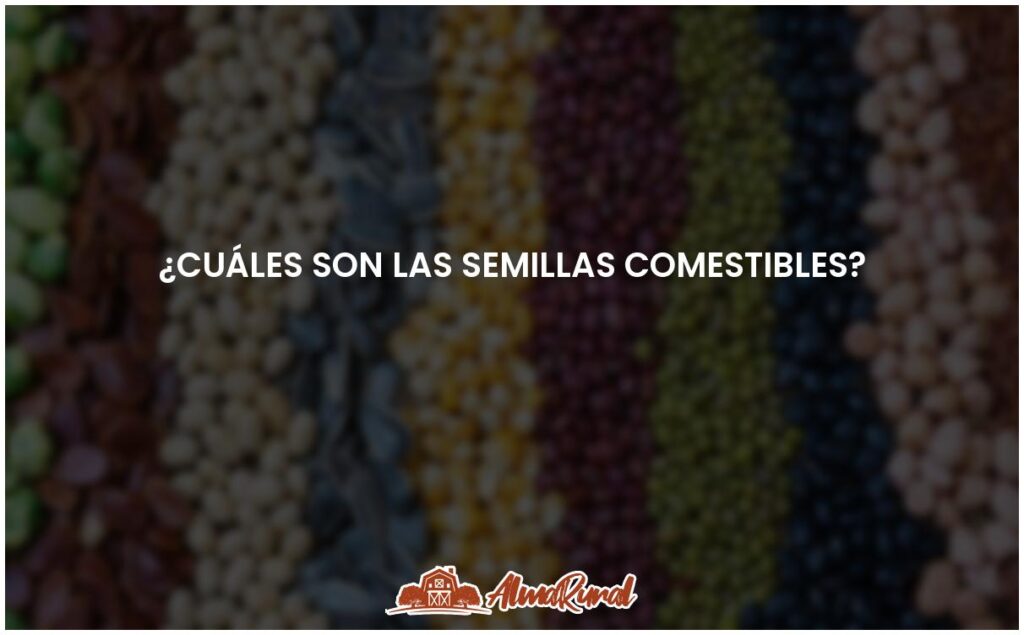 Semillas comestibles: variedades nutritivas y sabrosas | ALMARURAL