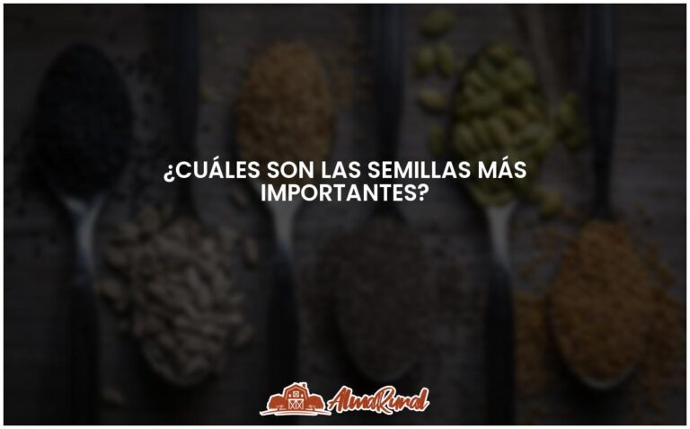 Las semillas más importantes: beneficios y características | ALMARURAL