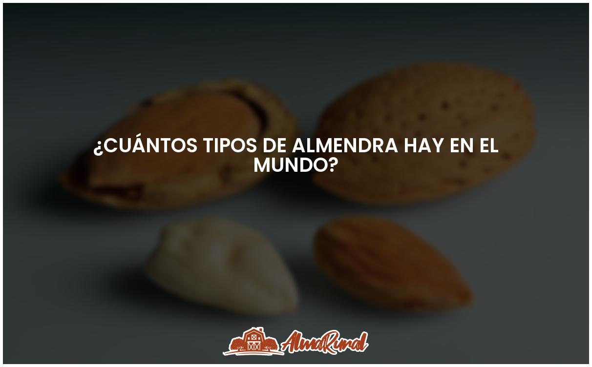 Tipos de almendra en el mundo: una guía completa. | ALMARURAL