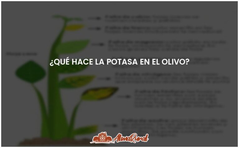 Beneficios de la potasa en el crecimiento del olivo | ALMARURAL
