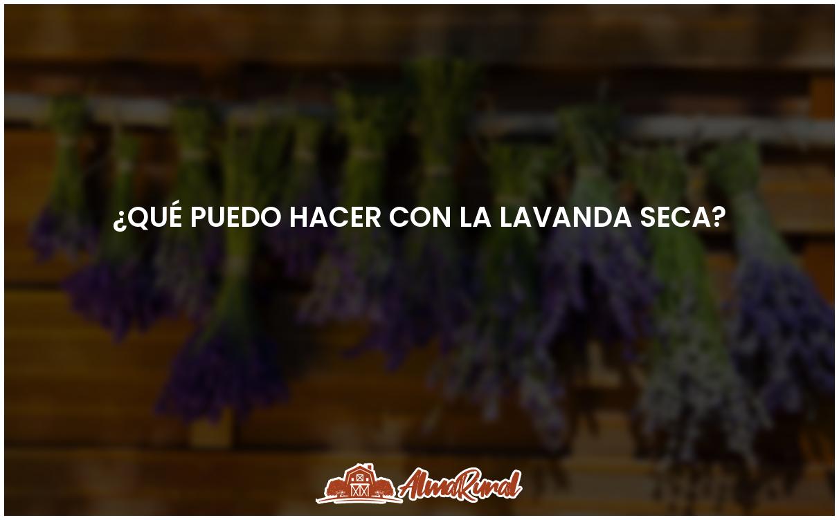 Ideas para aprovechar la lavanda seca y disfrutar de sus beneficios ...